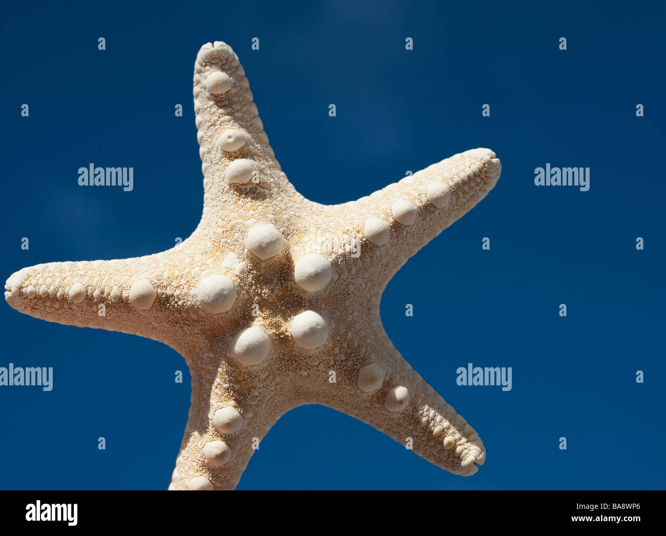 West indian starfish hi-res stock photography and images - Alamy