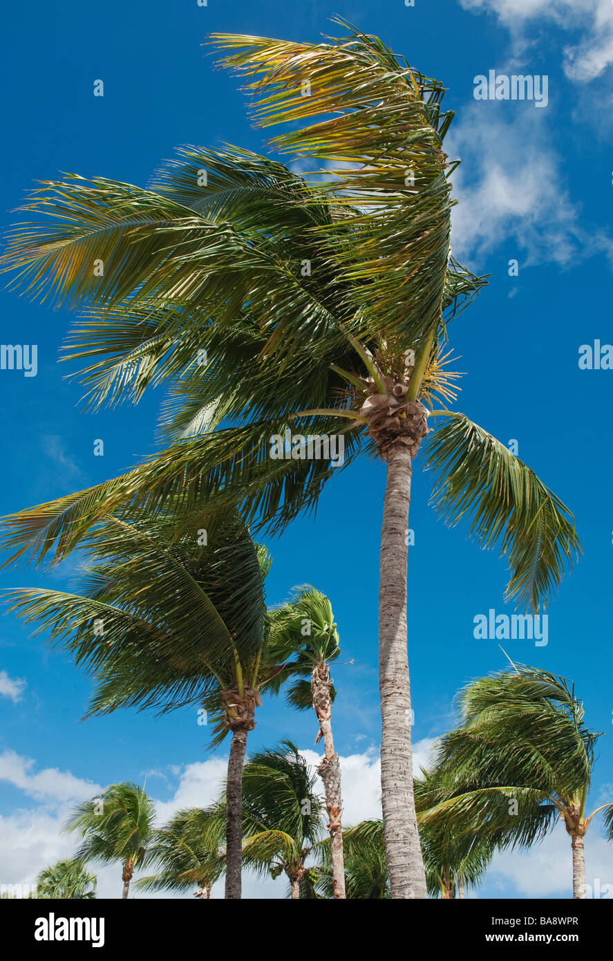 Wind trees hi-res stock photography and images - Alamy