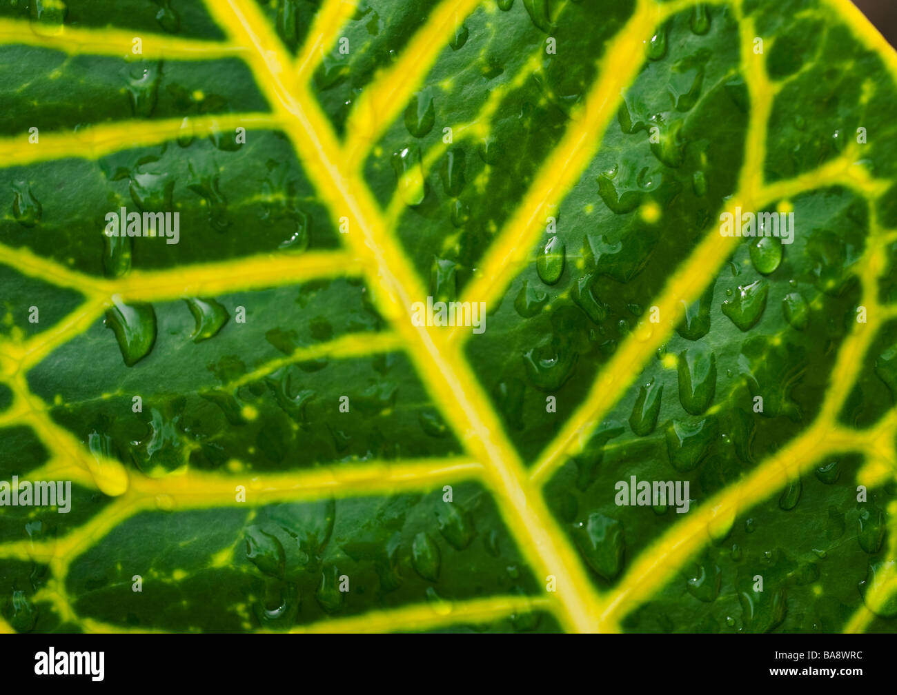 Close up of wet tropical leaf Stock Photo - Alamy