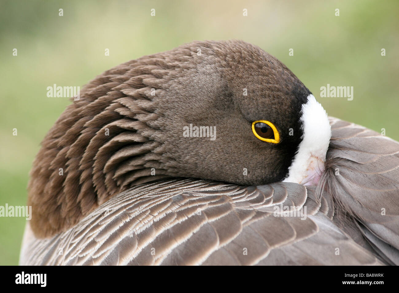 Close-up of Lesser White-fronted Goose Anser erythropus Resting With ...