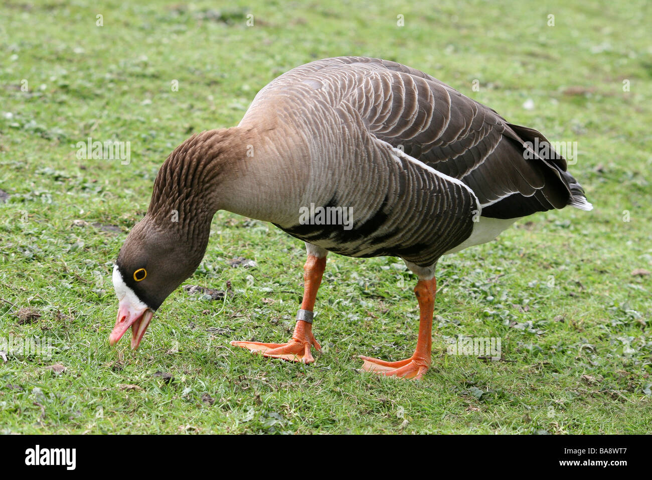 Eurasian goose species hi-res stock photography and images - Alamy