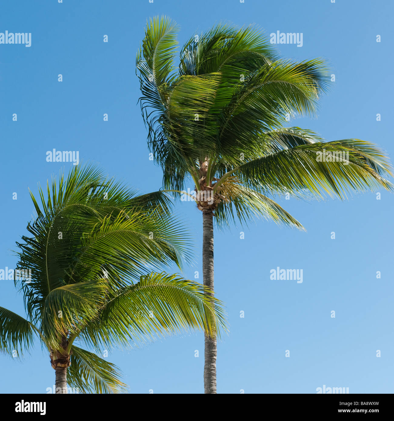 Palm trees in wind Stock Photo - Alamy
