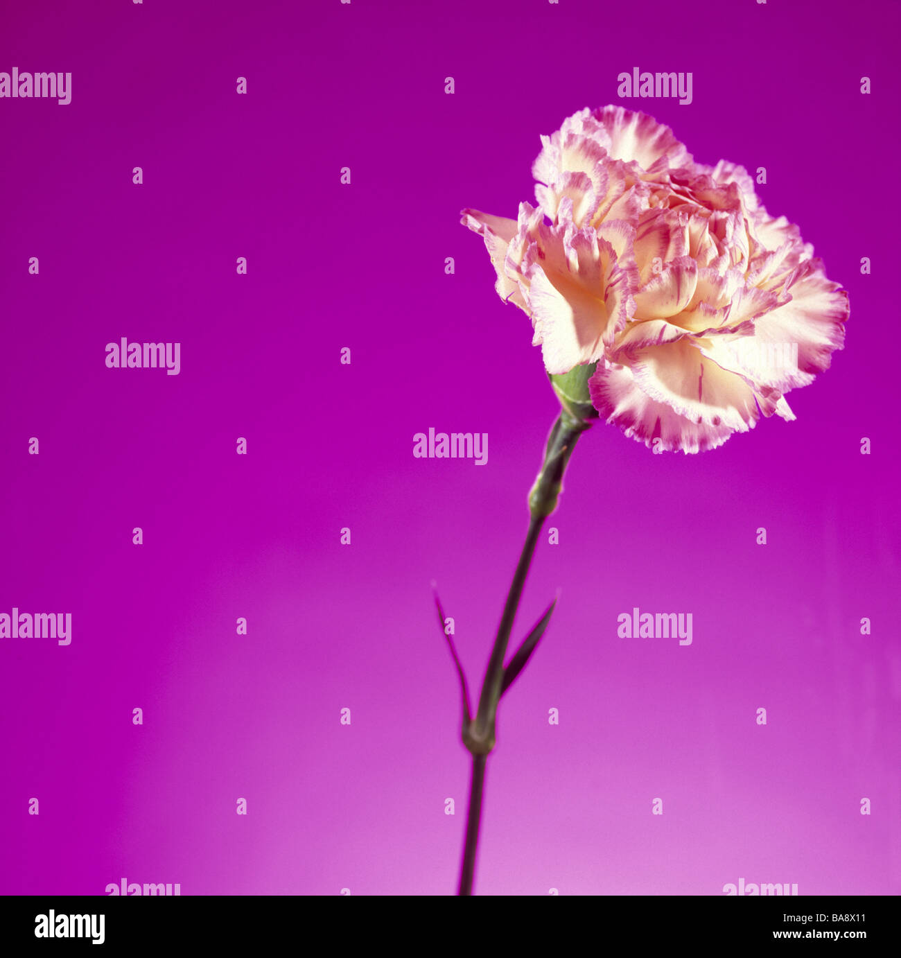 Bright pink single flower hi-res stock photography and images - Alamy