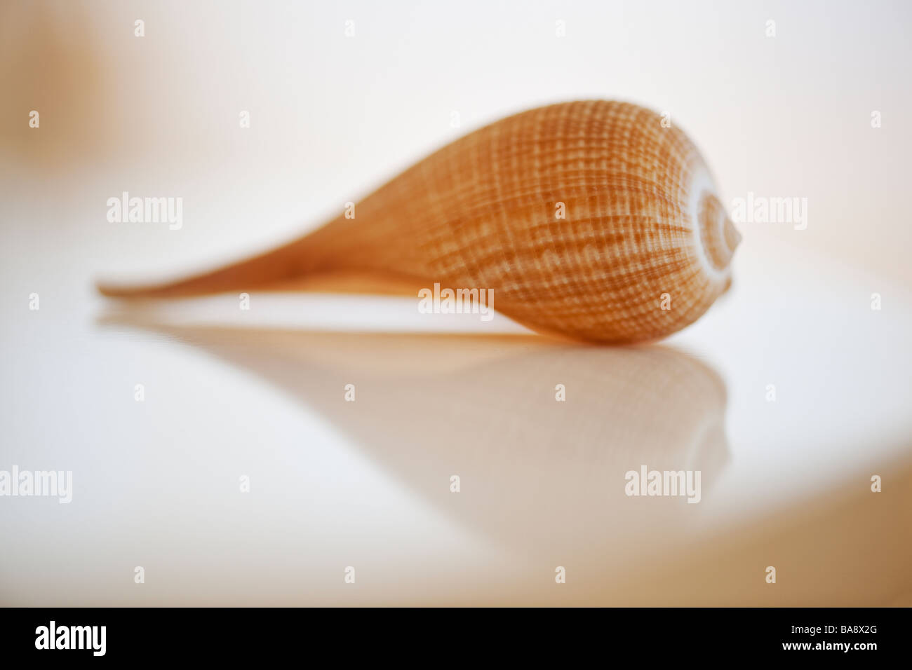 Close up of sea shell Stock Photo - Alamy