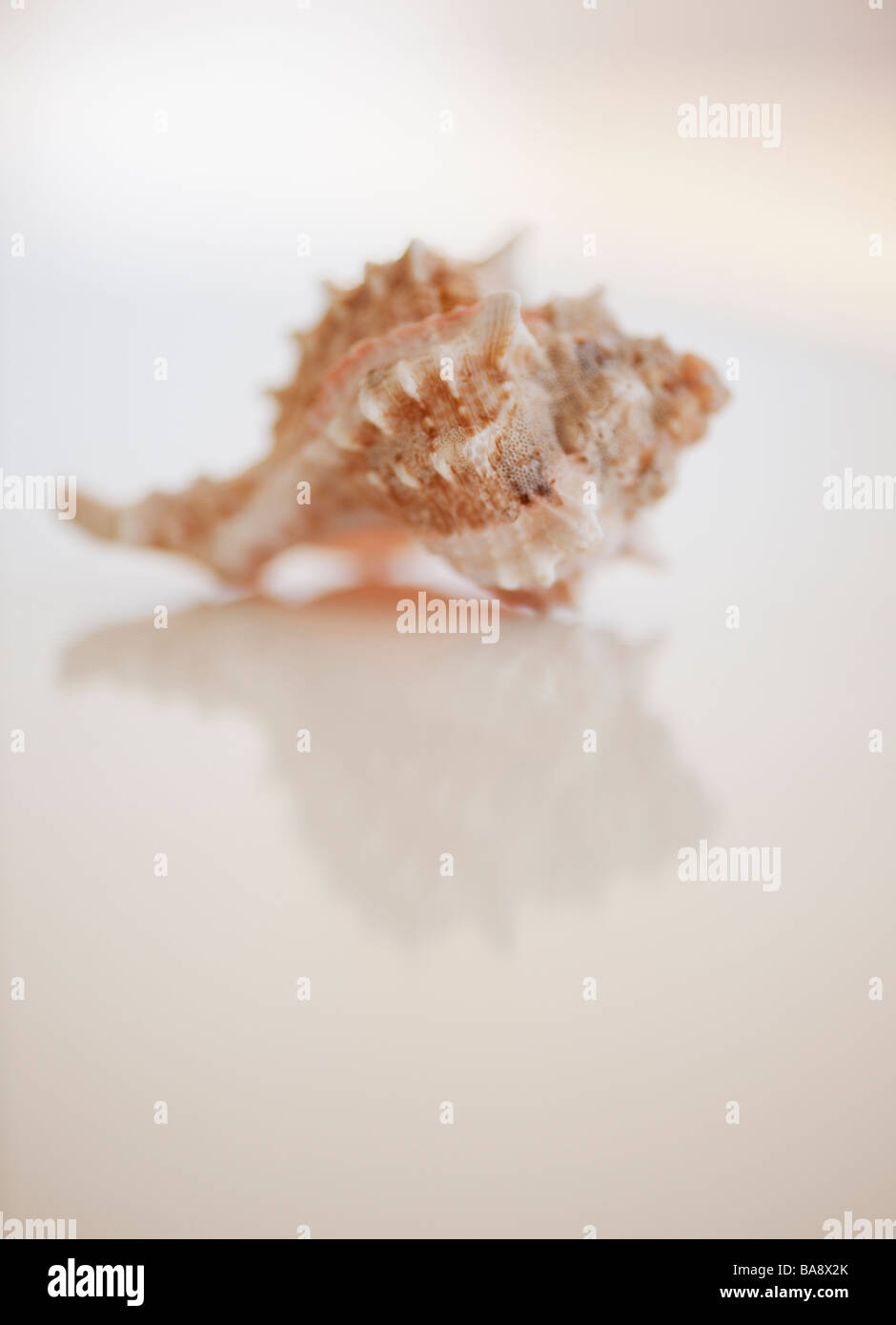 Close up of sea shell Stock Photo - Alamy