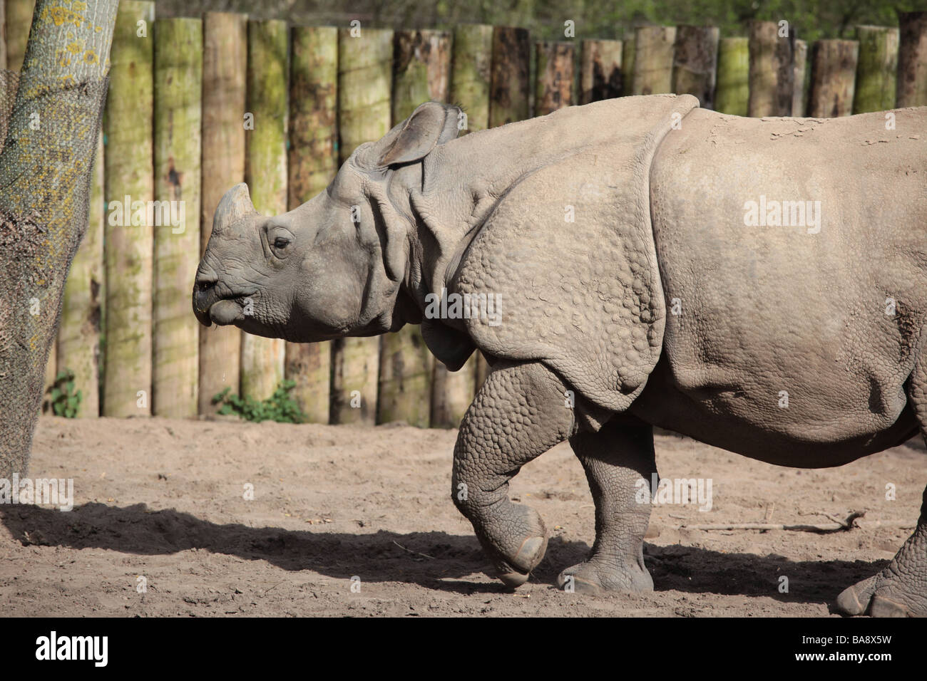 Rhino in profile hi-res stock photography and images - Alamy