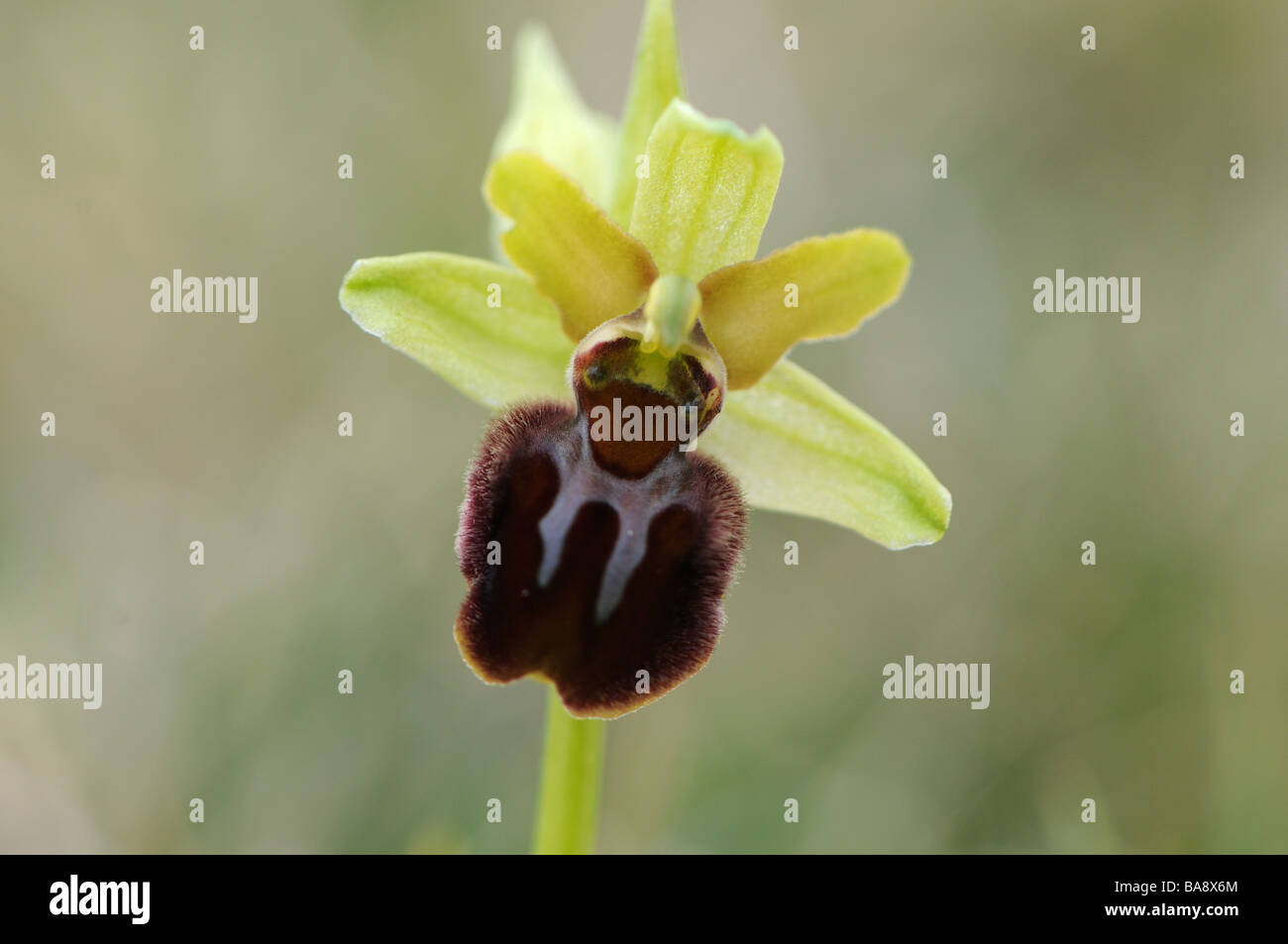 Early Spider-Orchid Ophrys sphegodes Stock Photo - Alamy
