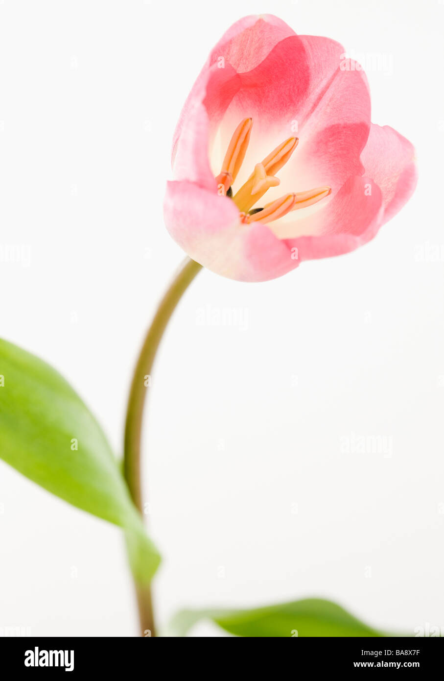 Tulip new design hi-res stock photography and images - Alamy