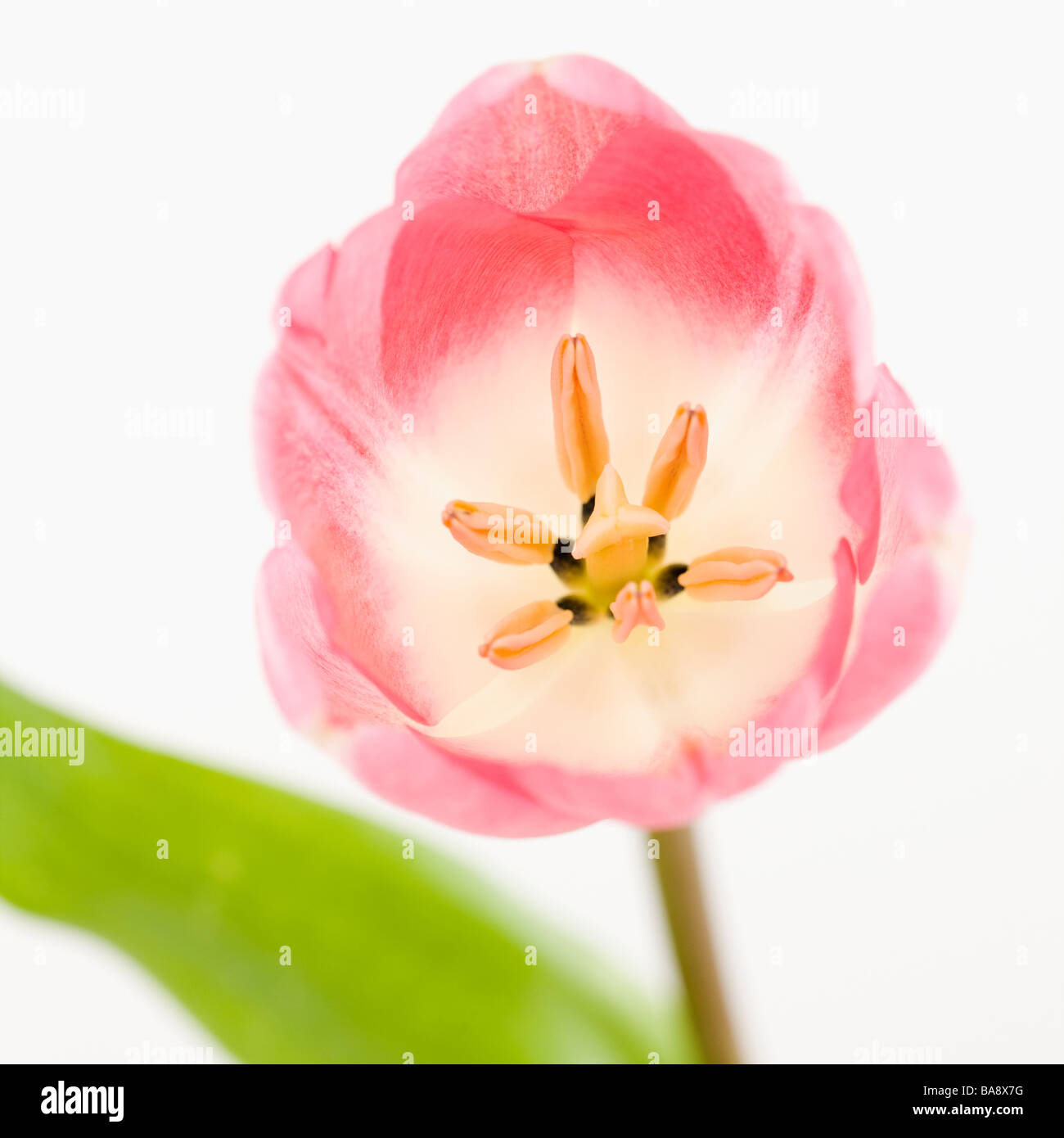 Tulip Motif High Resolution Stock Photography and Images - Alamy