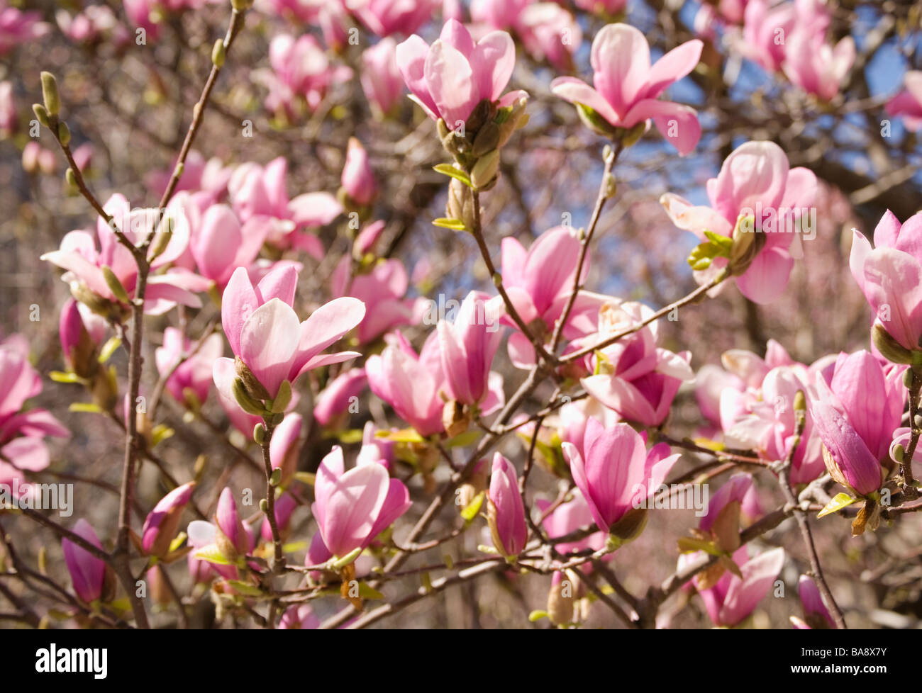 Close up of spring flowers on tree Stock Photo - Alamy