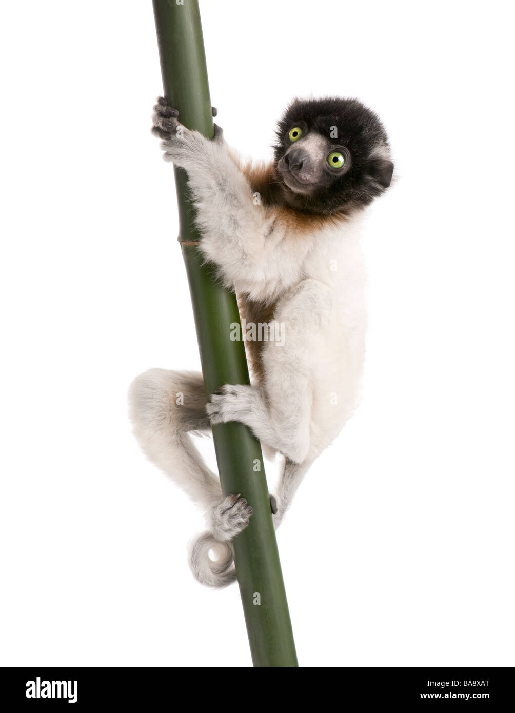 young Crowned Sifaka Propithecus coronatus 3 months in front of a white ...