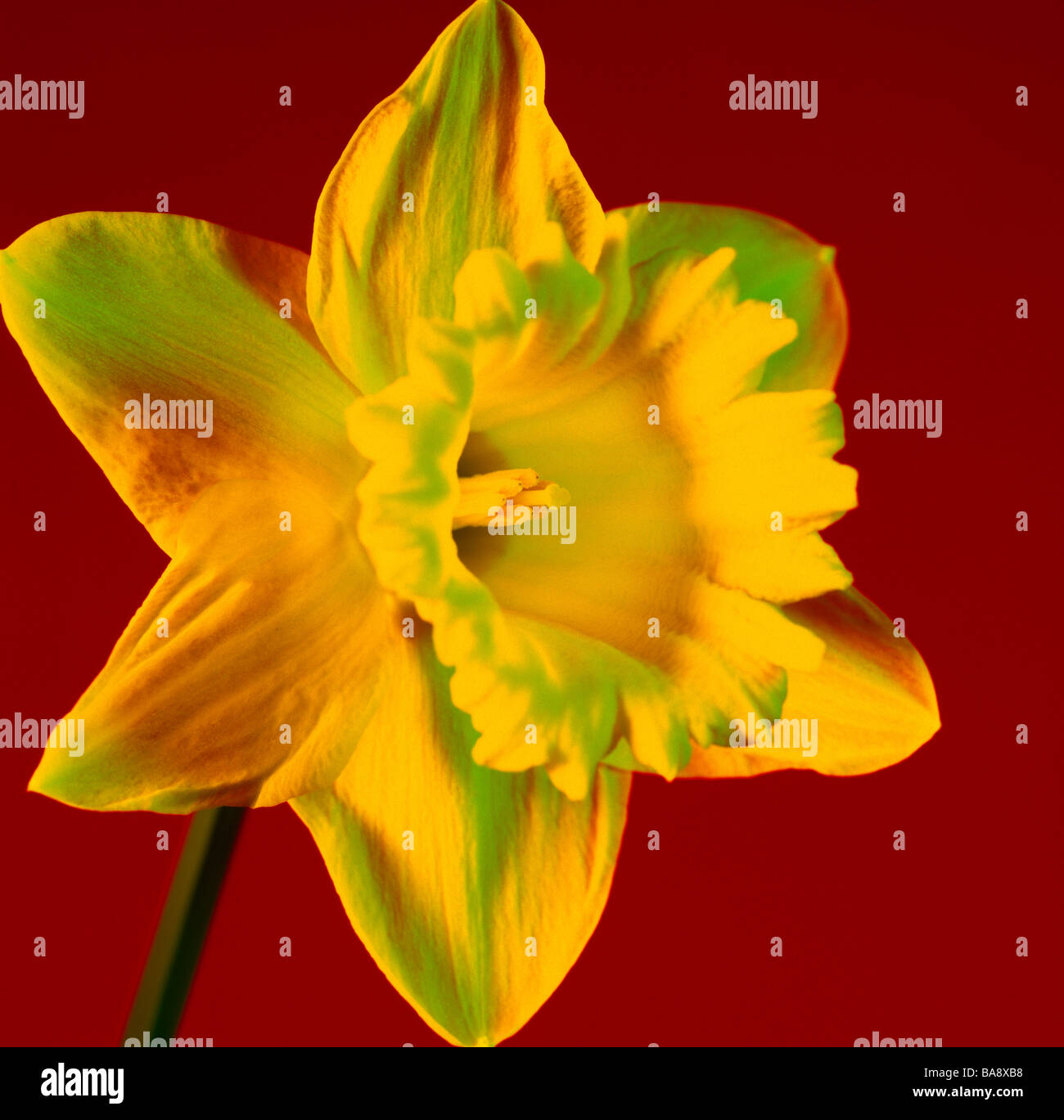 Yellow daffodil on red Stock Photo - Alamy