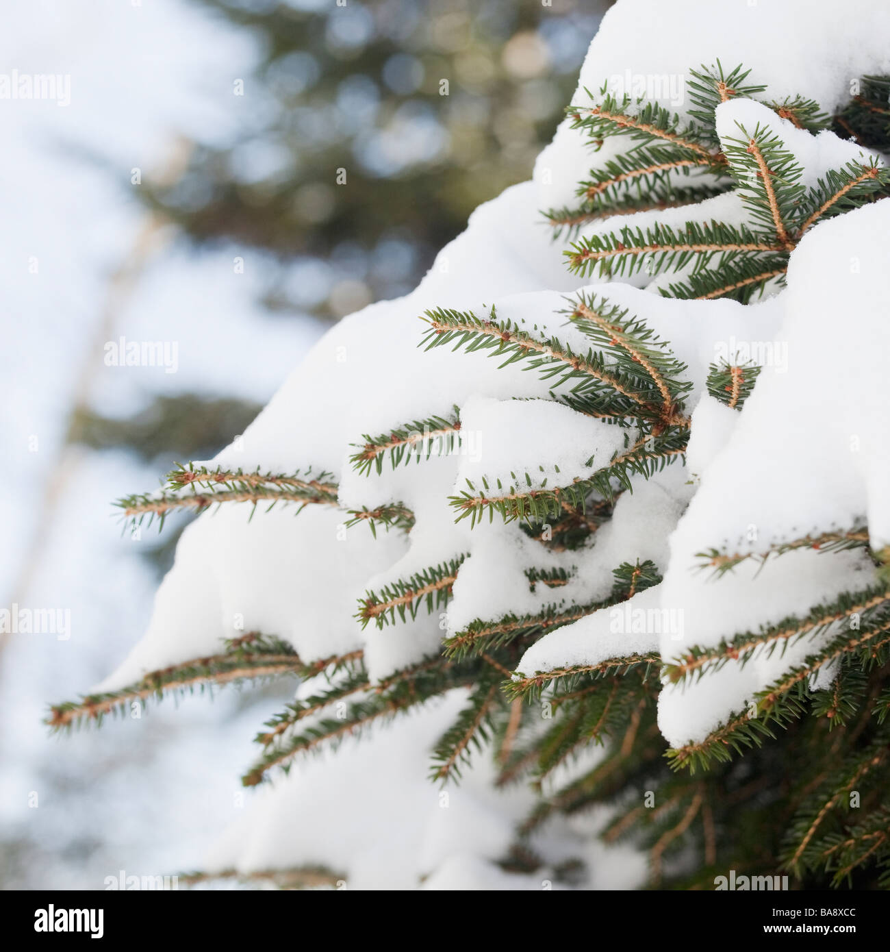 Snowy branch in winter Stock Photo - Alamy