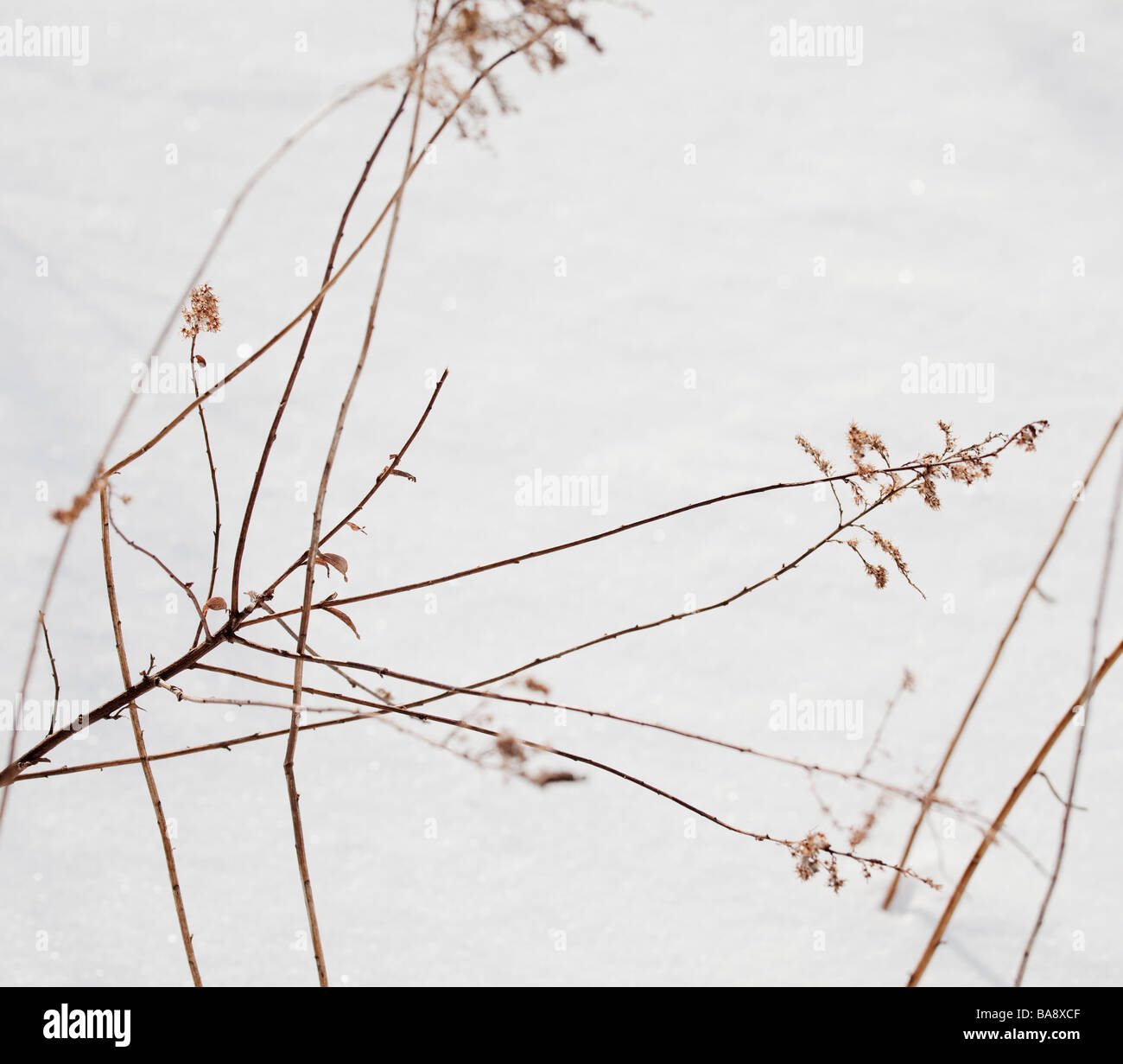 Twigs in snow Stock Photo - Alamy