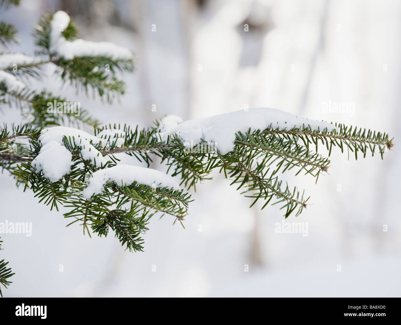 Snowy branch in winter Stock Photo - Alamy