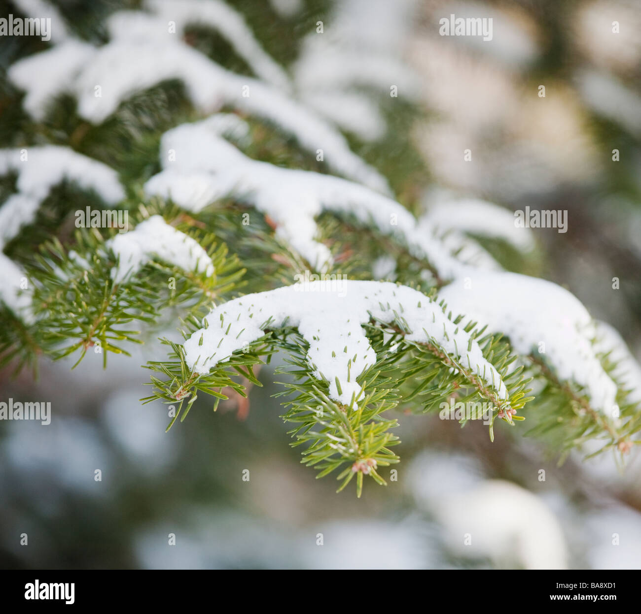 Snowy branch in winter Stock Photo - Alamy