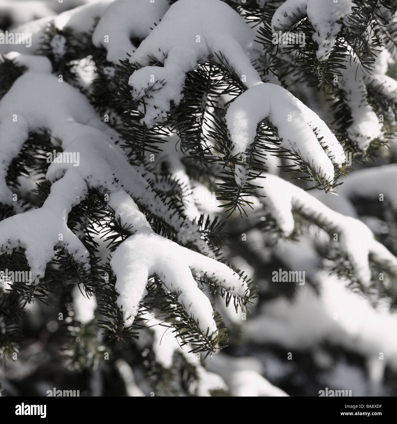 Snowy branch in winter Stock Photo - Alamy