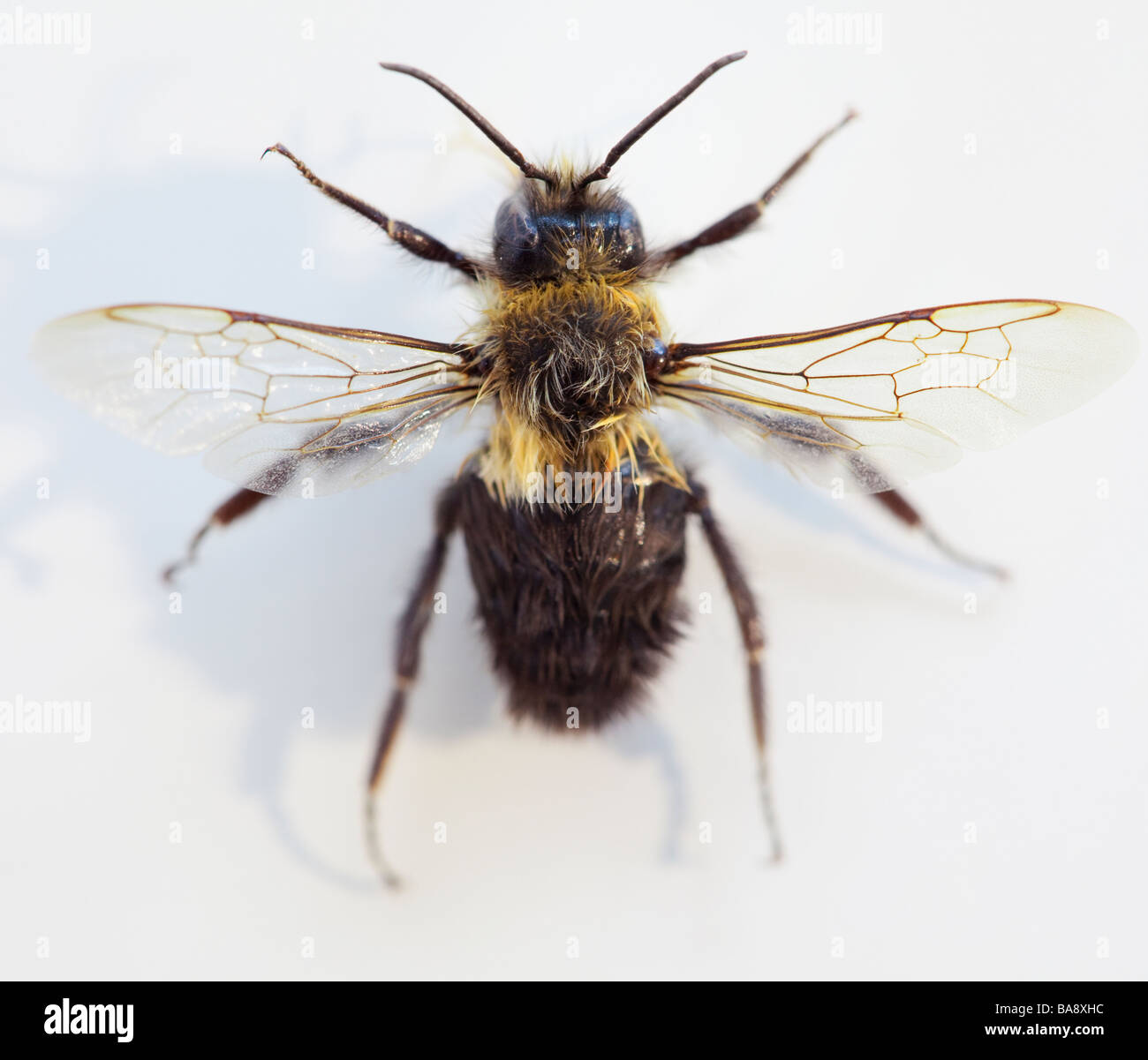 North american bee hi-res stock photography and images - Alamy