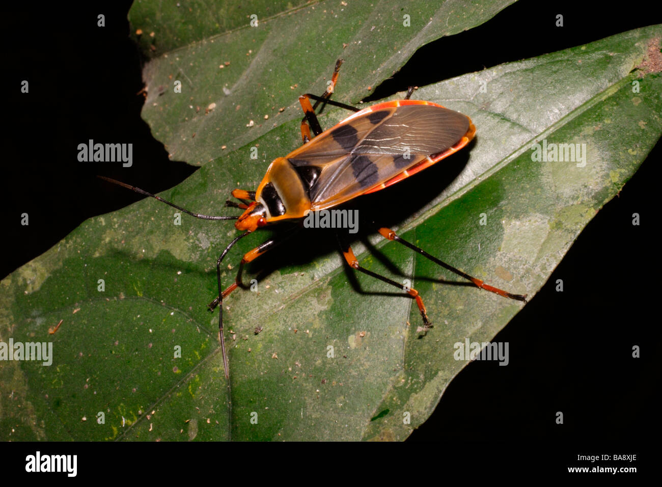 Giant stainer bug Callibaphus longirostris Pyrrhocoridae in rainforest ...