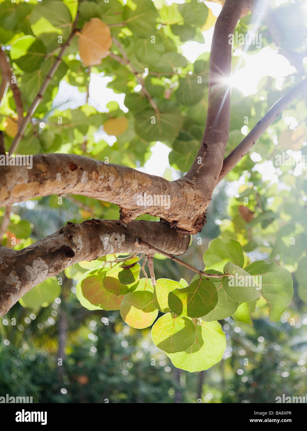 Close up of tree branch and leaves Stock Photo - Alamy