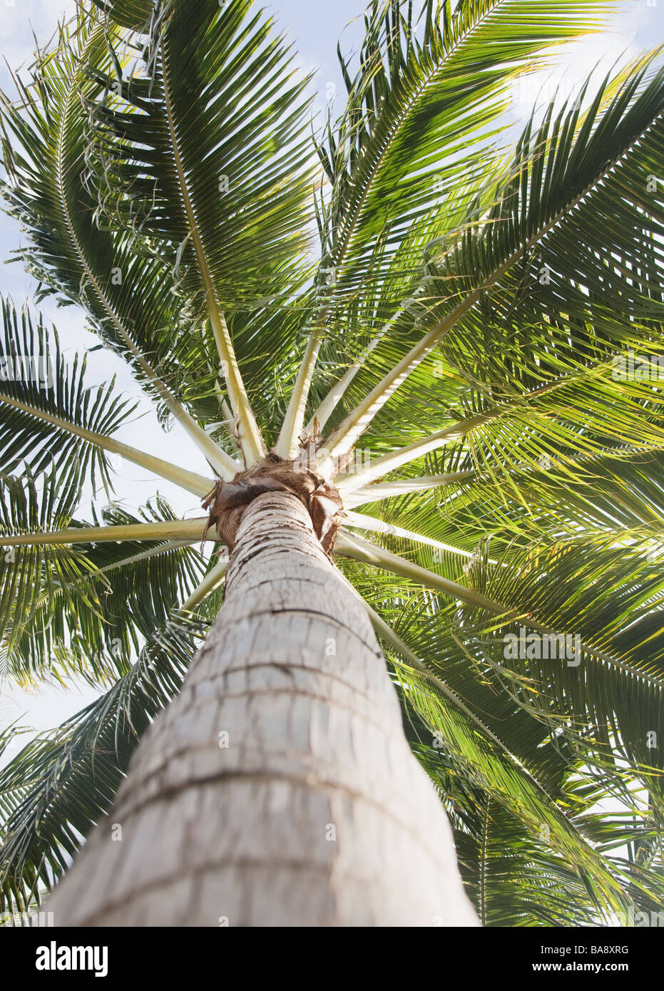 Low angle view of palm tree Stock Photo - Alamy