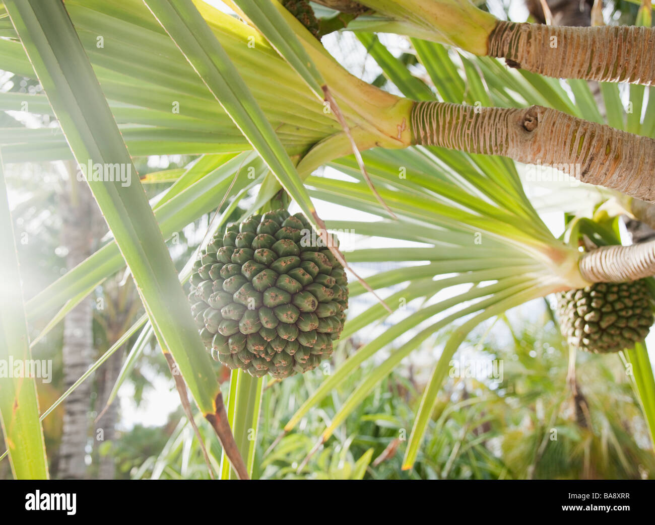 Tropical fruit plant hi-res stock photography and images - Alamy