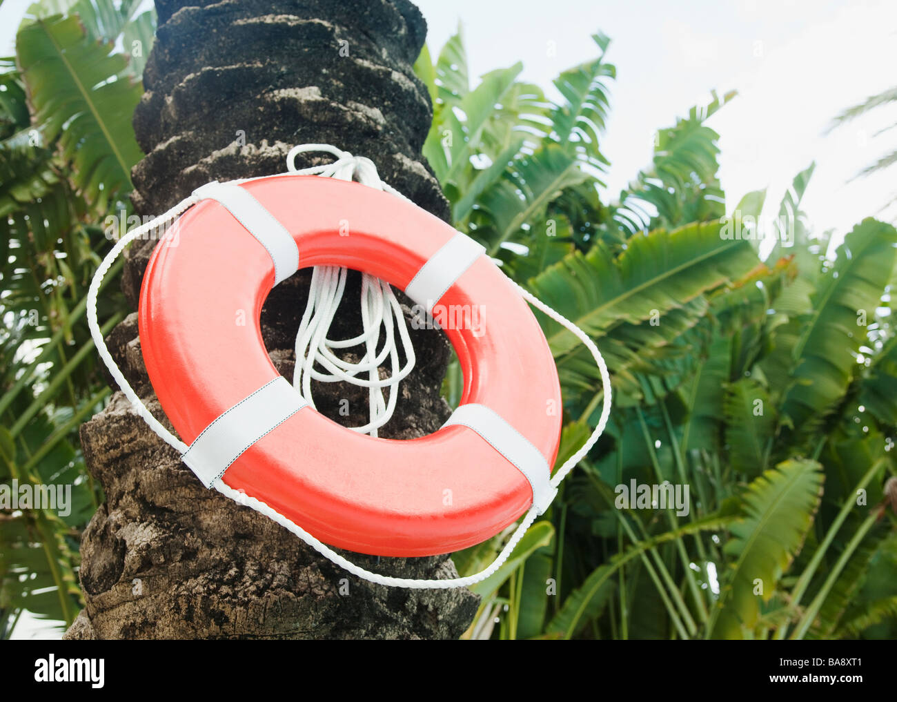 Life preserver hanging on palm tree Stock Photo - Alamy