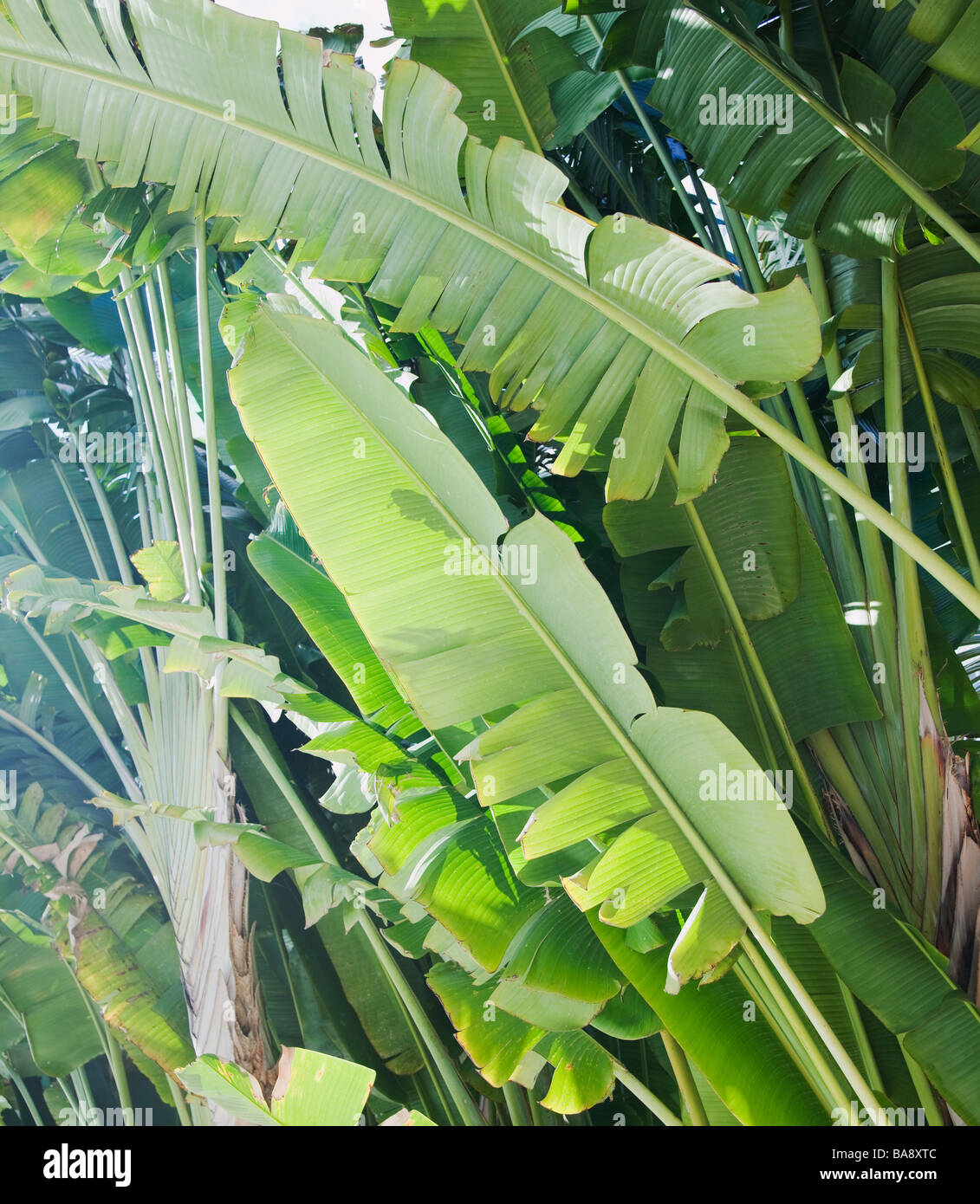 Close up of tropical leaves Stock Photo - Alamy