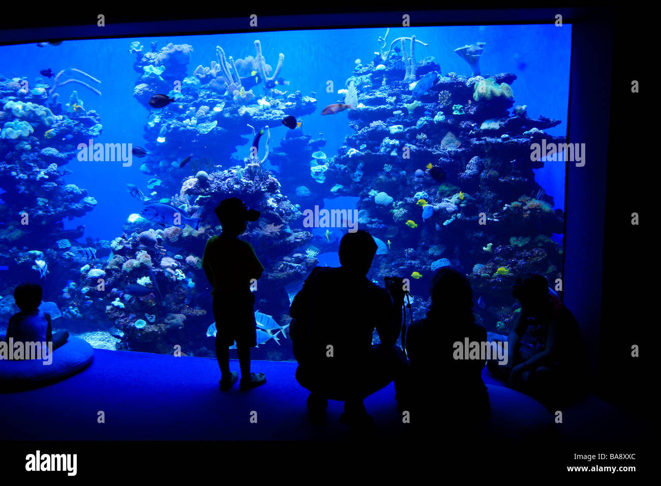 Visitors watching fish in giant marine tanks Palma Aquarium Mallorca ...
