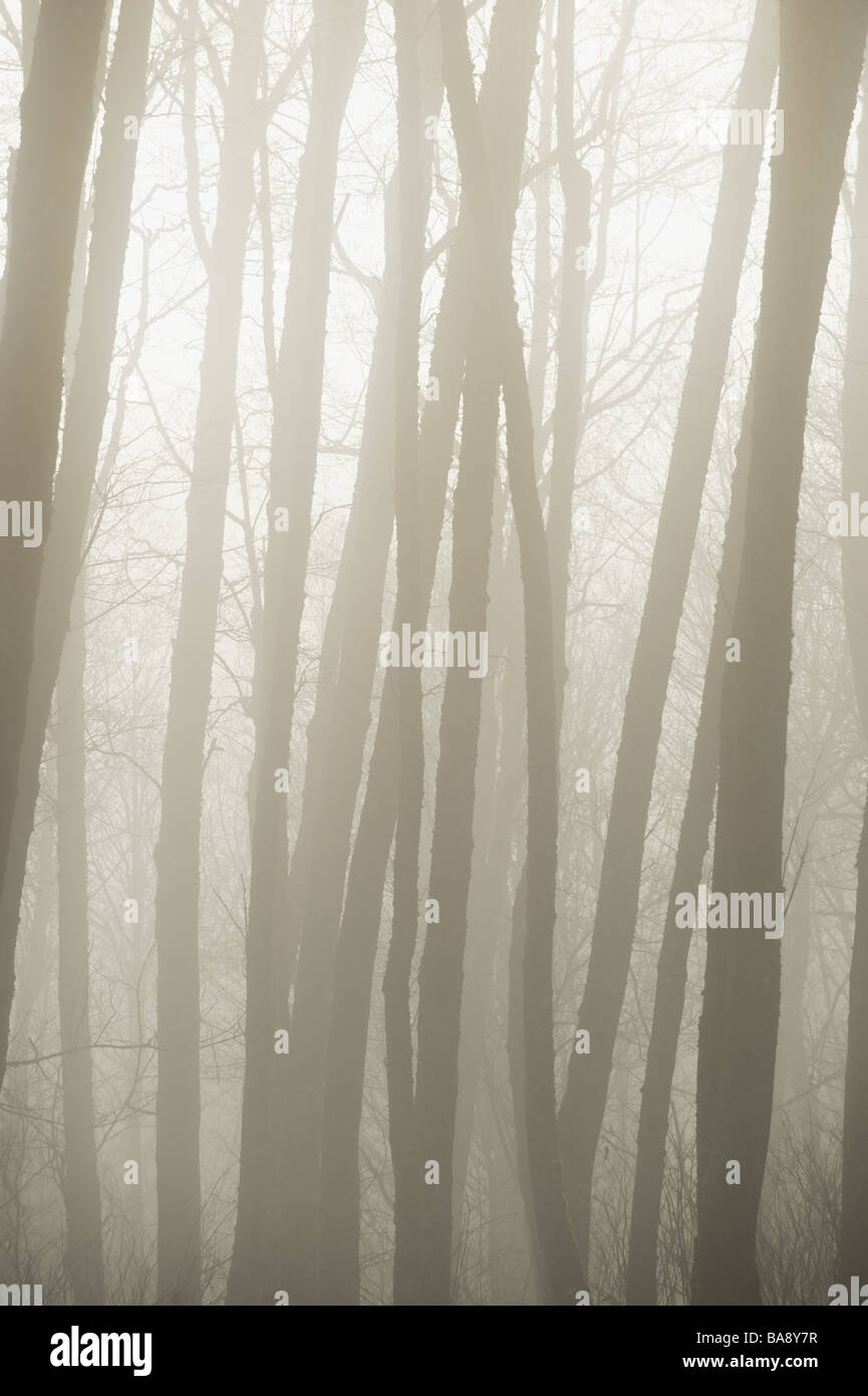 Trees in fog Stock Photo - Alamy