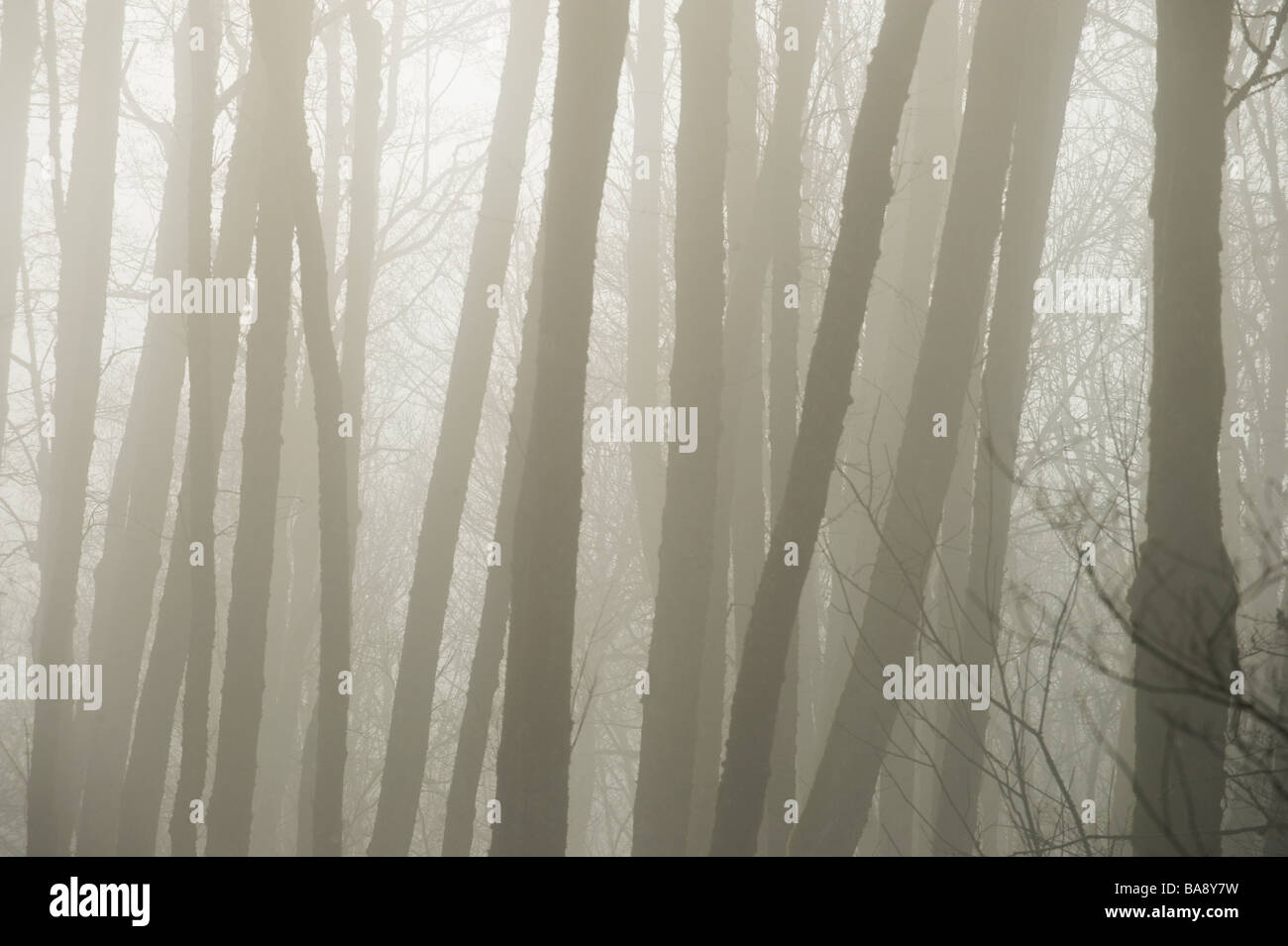 Trees in fog Stock Photo - Alamy