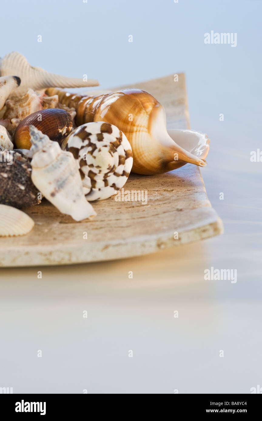 Vertical shot seashells on hi-res stock photography and images - Alamy