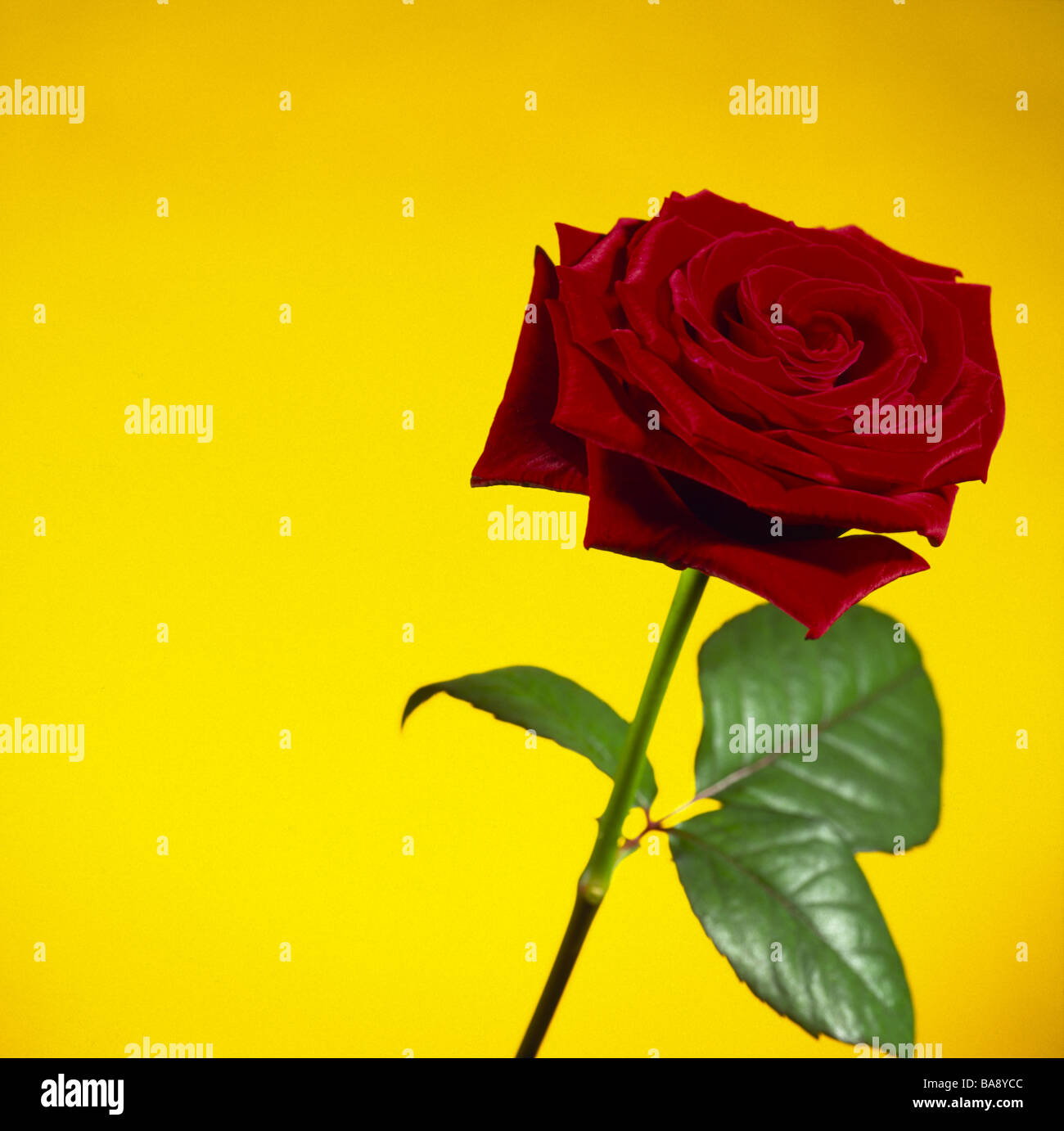 Yellow and rose color colour hi-res stock photography and images - Alamy