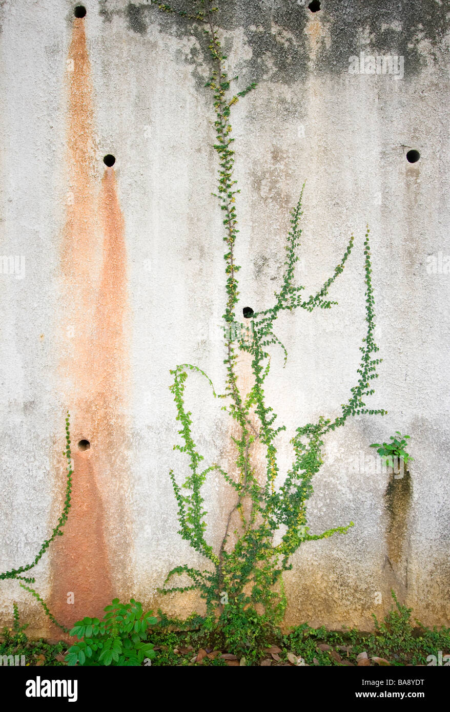 Green vine creeping on a wall Stock Photo - Alamy