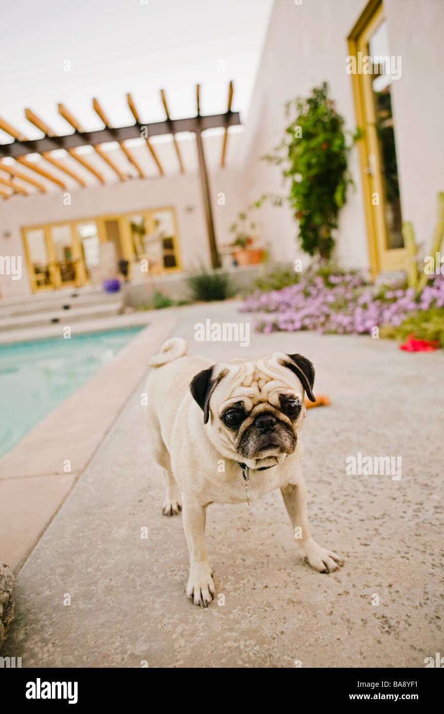 Pug by swimming pool in backyard Stock Photo - Alamy