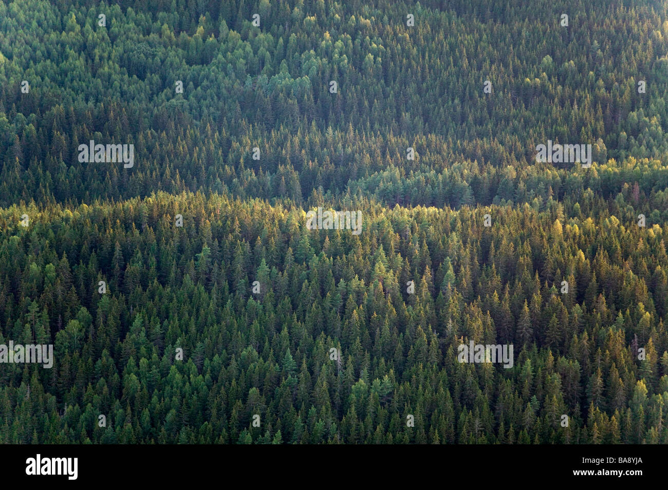 Dense forest numerous trees hi-res stock photography and images - Alamy
