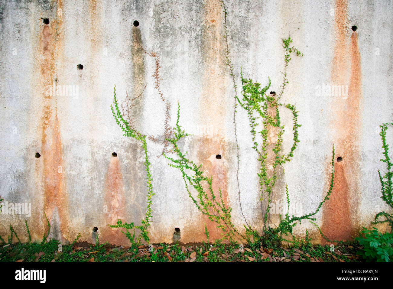 Creeping Vegetation High Resolution Stock Photography and Images - Alamy