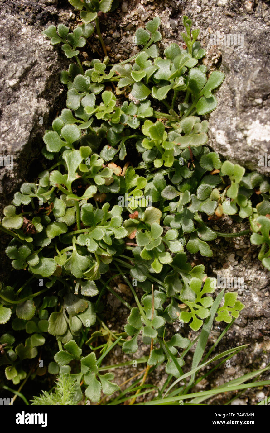Asplenium ruta muraria wall rue hi-res stock photography and images - Alamy