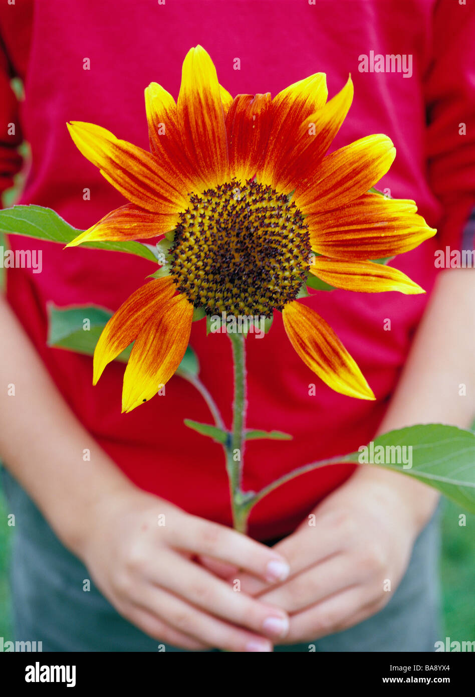 Pair of hands holding sunflower, Sweden Stock Photo - Alamy