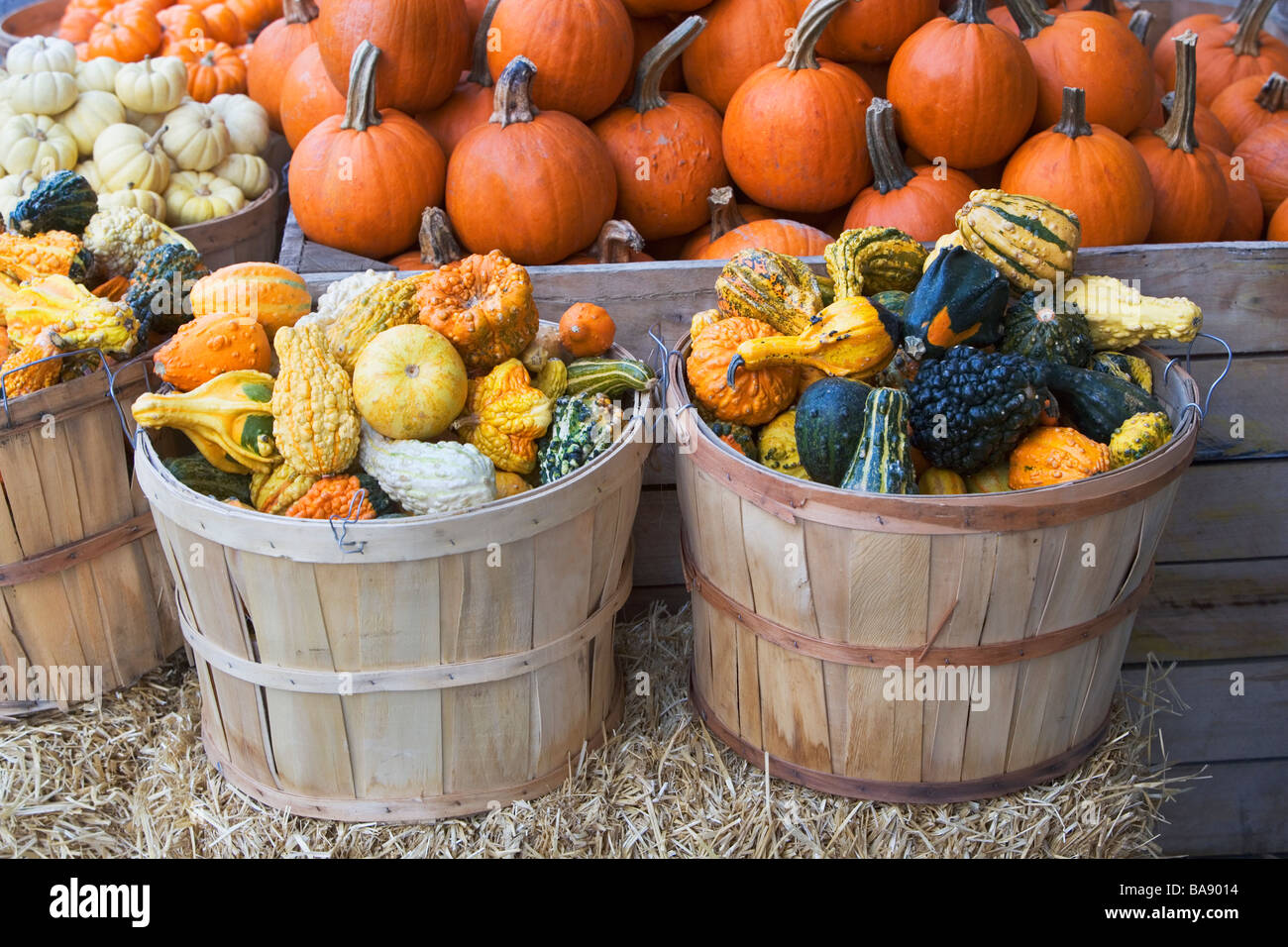 Baskets of assorted gourds and pumpkins Stock Photo - Alamy