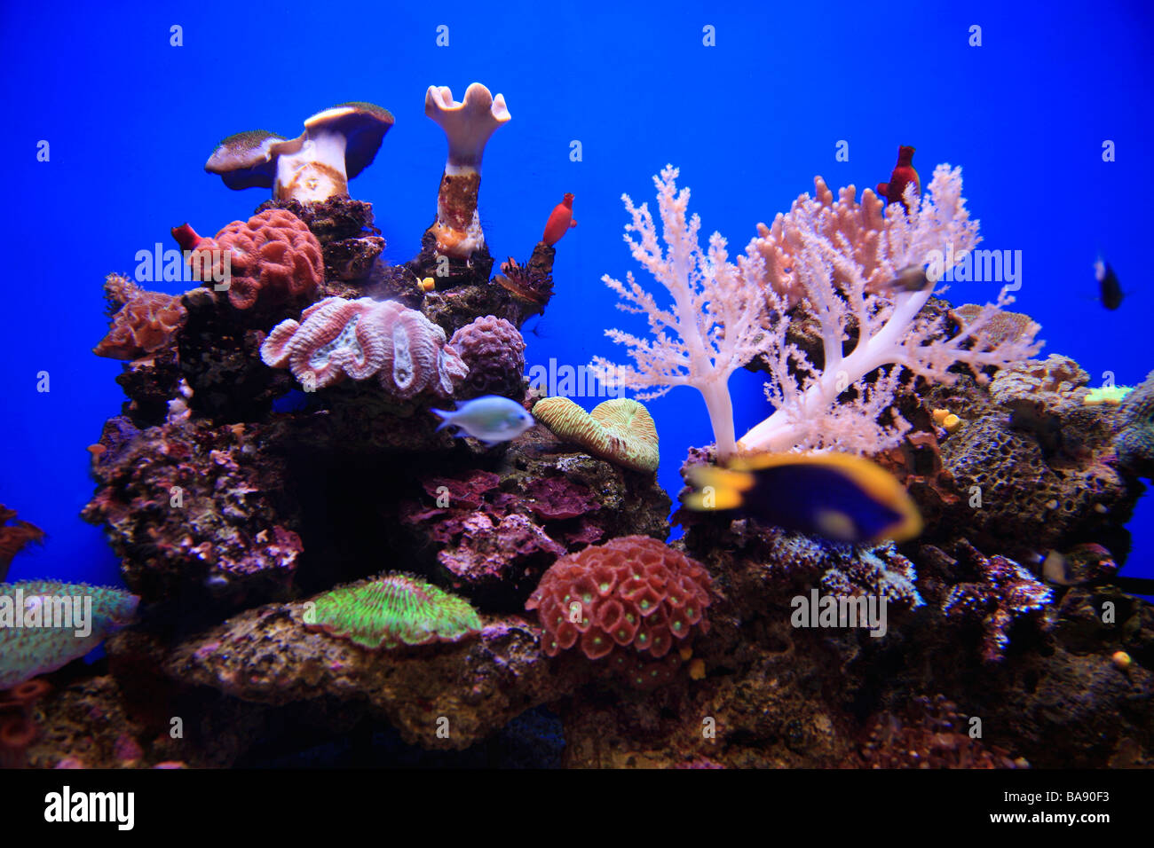 Coral reef with anemones in giant marine tank Palma Aquarium Mallorca ...