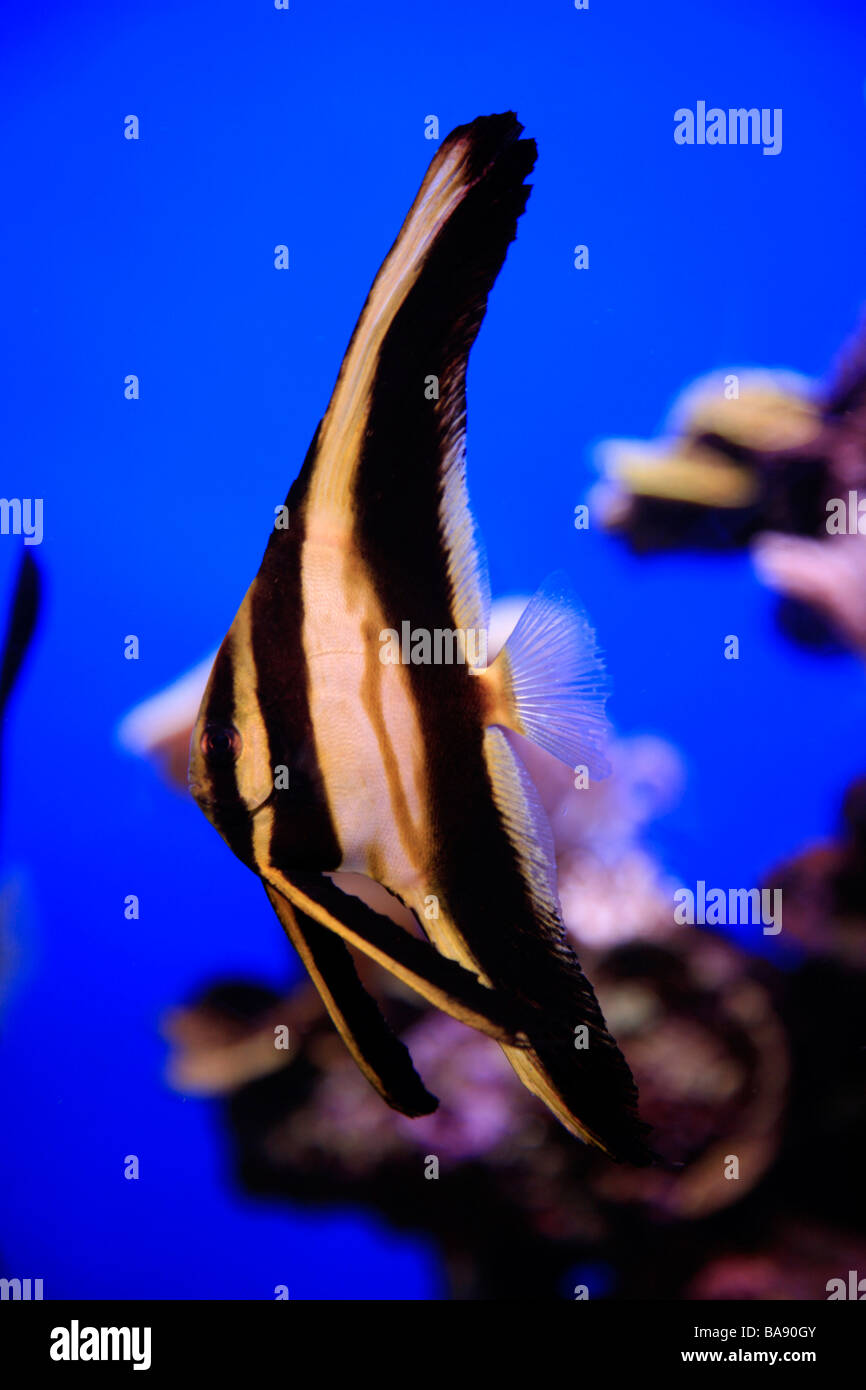 Majorca palma aquarium hi-res stock photography and images - Alamy