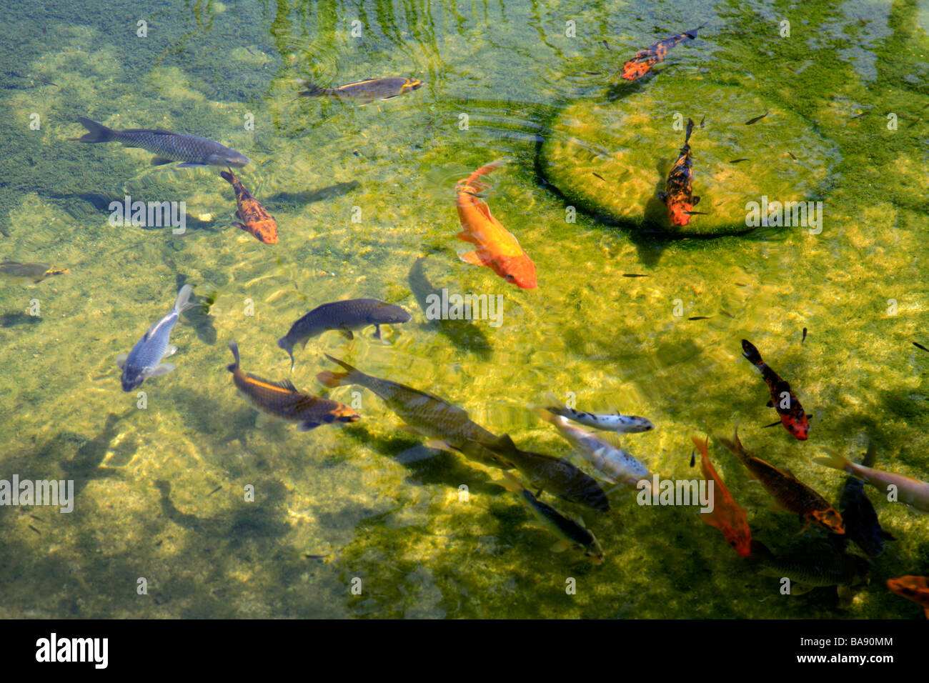 Majorca palma aquarium hi-res stock photography and images - Alamy