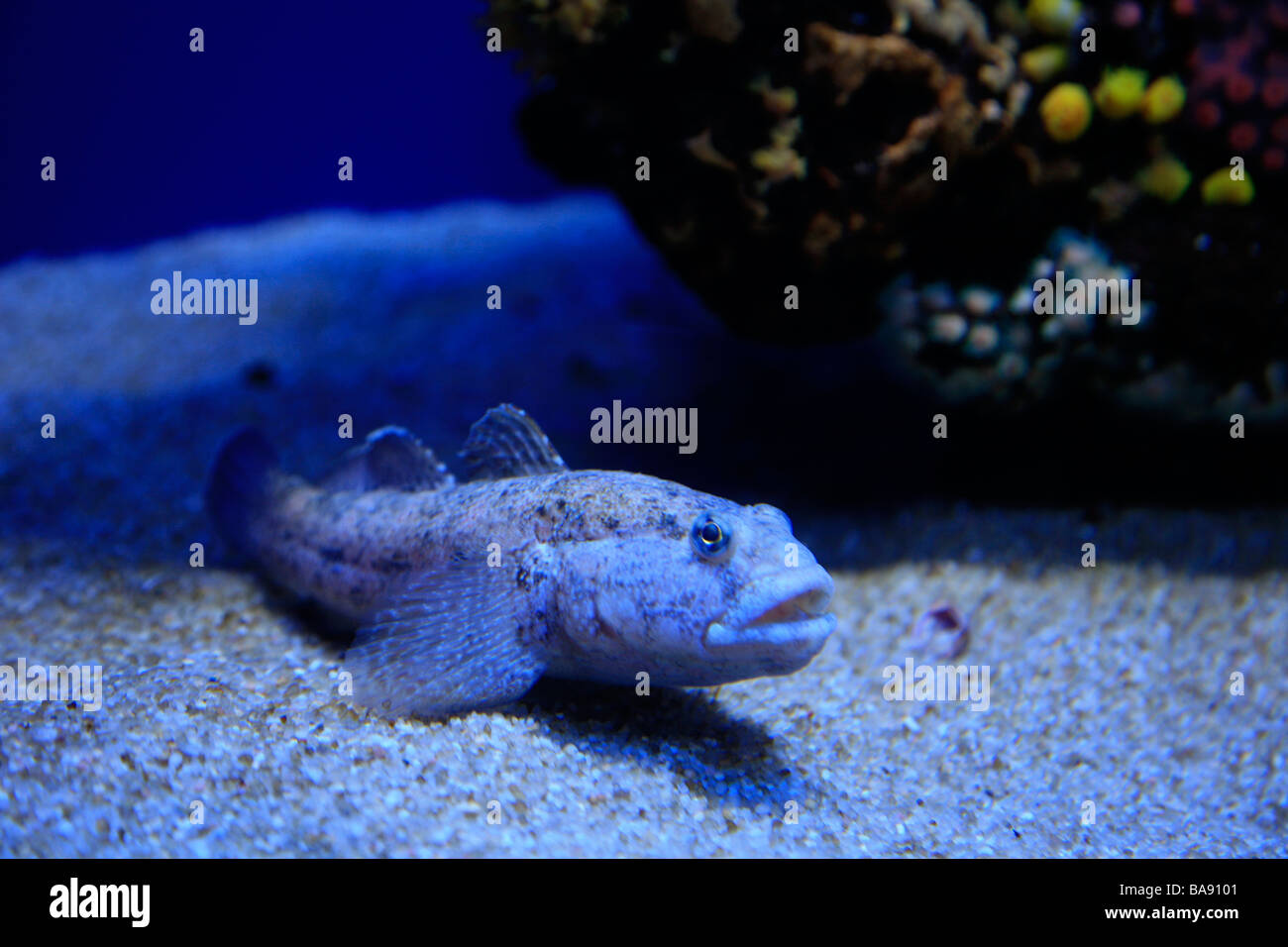 Majorca palma aquarium hi-res stock photography and images - Alamy