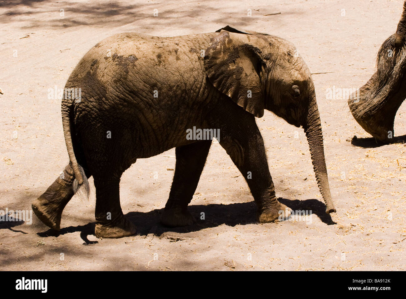 African elephant child group hi-res stock photography and images - Alamy