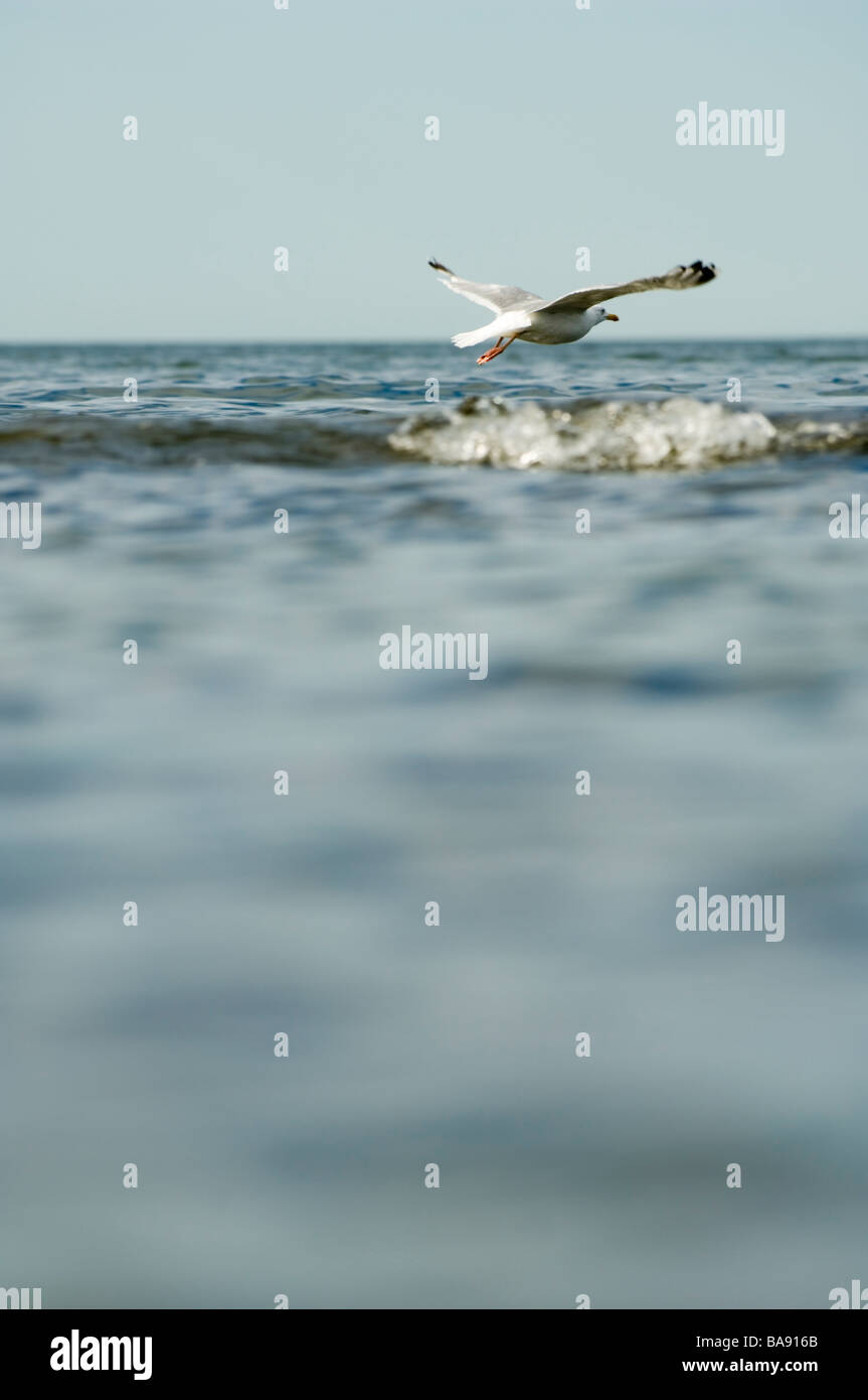 A bird flying close to the water surface Stock Photo - Alamy