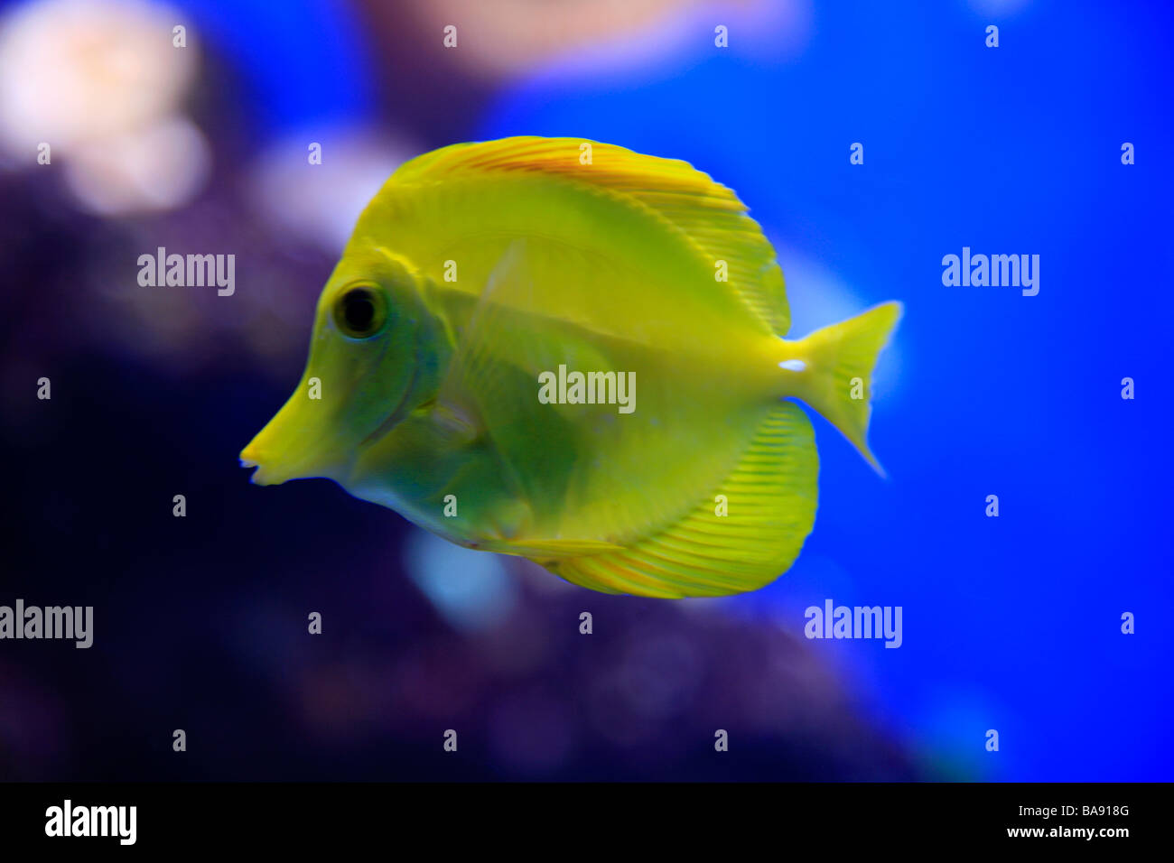 Majorca palma aquarium hi-res stock photography and images - Alamy