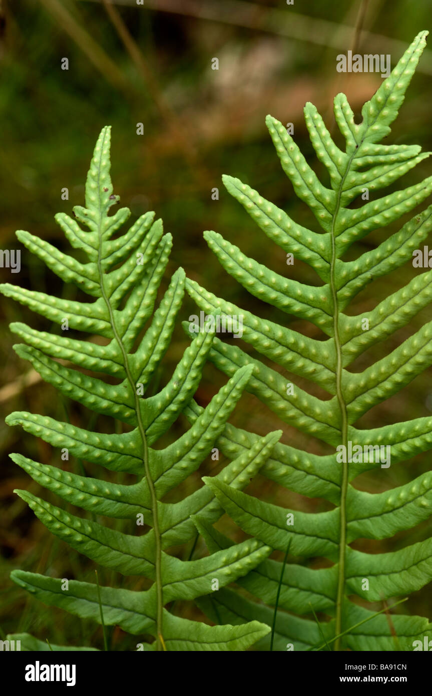 Wall fern close-up Stock Photo - Alamy