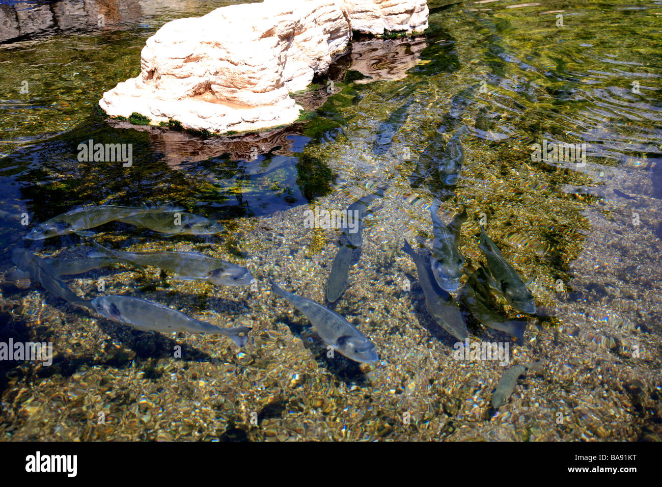 Majorca palma aquarium hi-res stock photography and images - Alamy