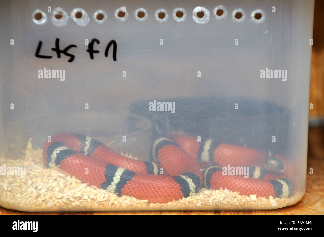 Lampropeltis triangulum snake. Common names: red milk snake - species ...